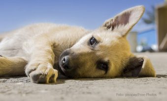 Haarlinge bei Hunden II TOP Ratgeber gegen die lästigen Parasiten
